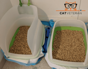 How to Use Your Cat's Behaviour (AND OTHER WAYS) to Choose the Right ...