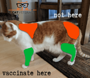 What Vaccines Do Indoor Cats Need?